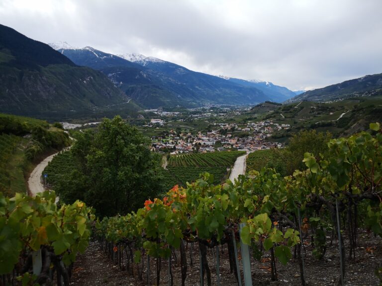 Rebberge Wallis - Weindegustation mit Übernachten